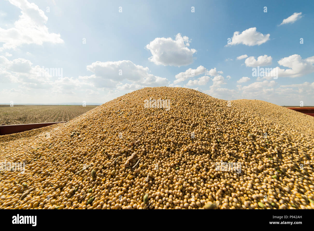 Soy beans in tractor trailer Stock Photo - Alamy