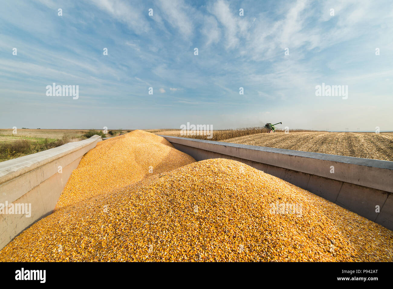 Corn grains in tractor trailer after harvest Stock Photo - Alamy
