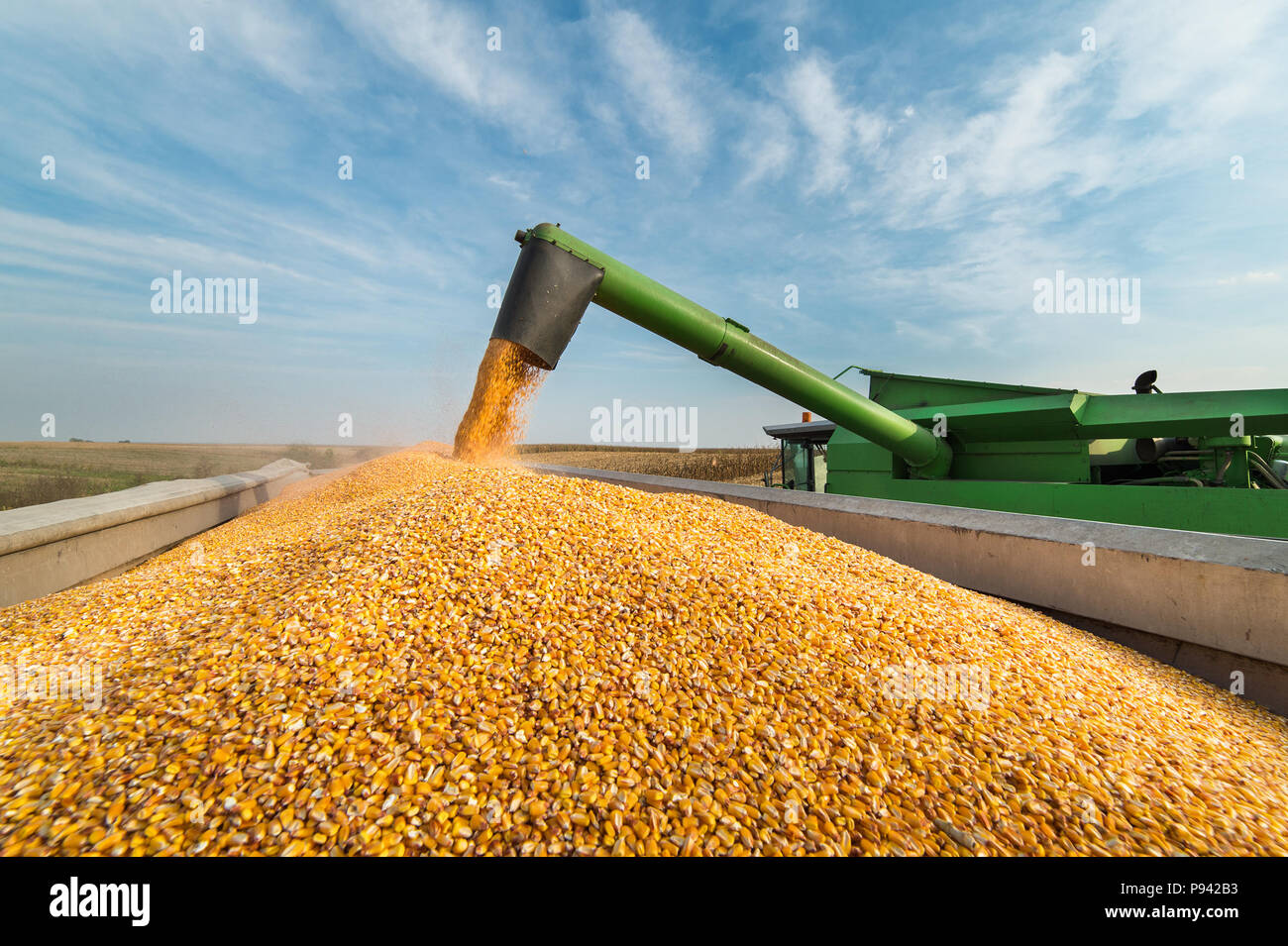 Pouring corn grain into tractor trailer after harvest Stock Photo - Alamy