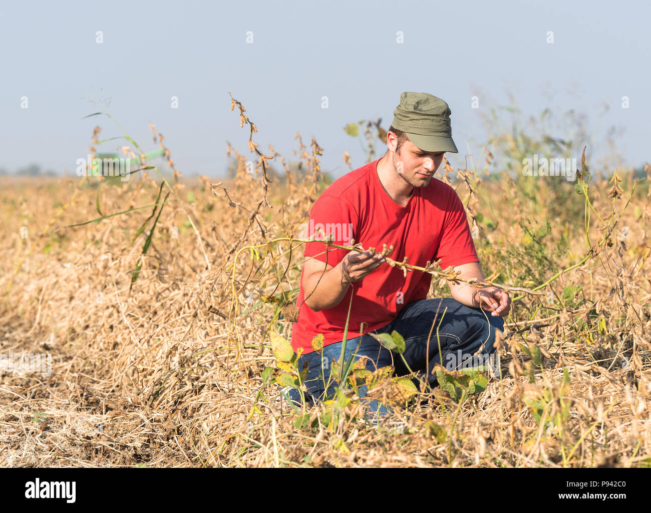Farmer walking in cultivated soybean hi-res stock photography and ...