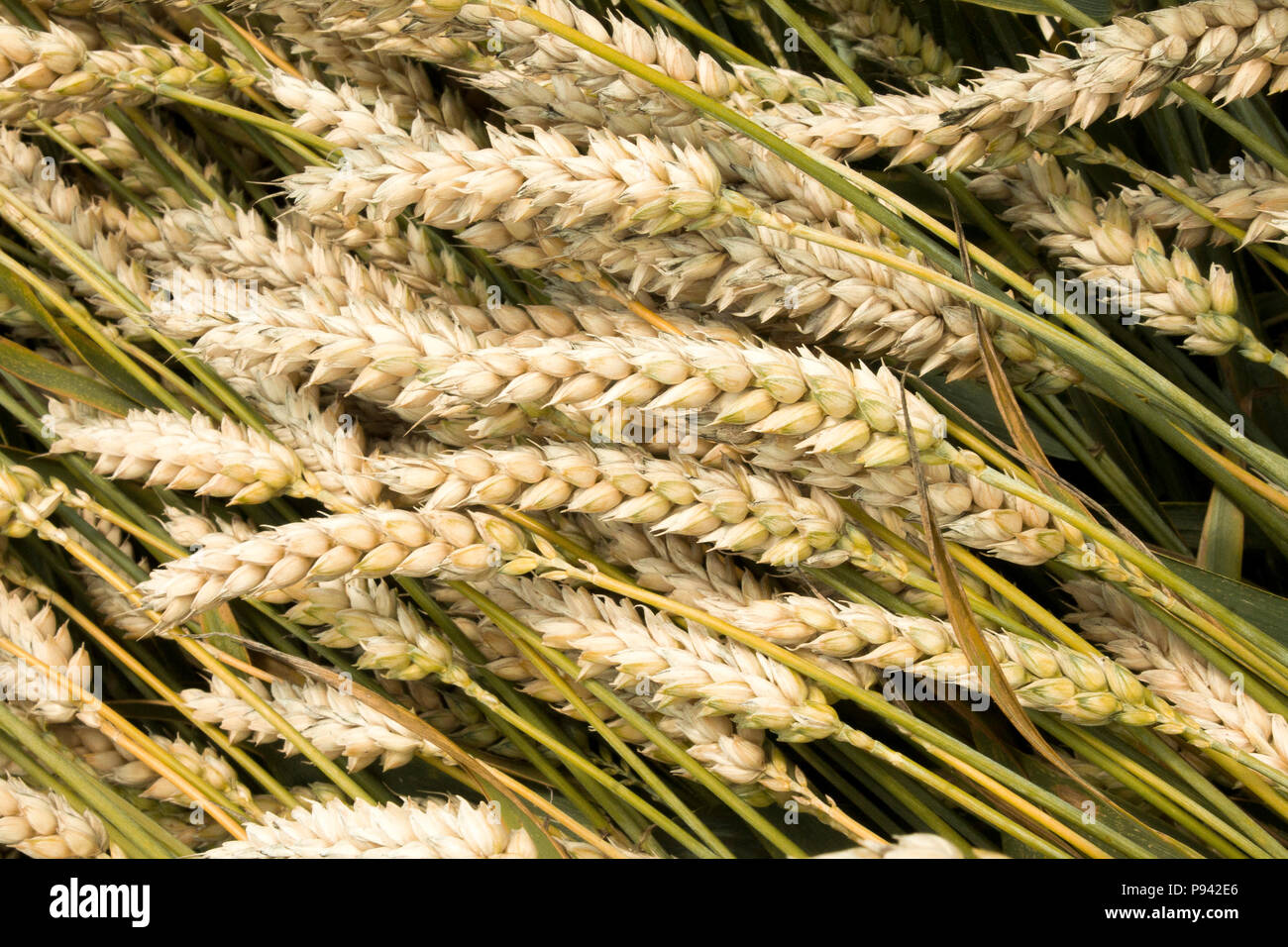 Photo of wheat background. Close-up view. Day time Stock Photo - Alamy