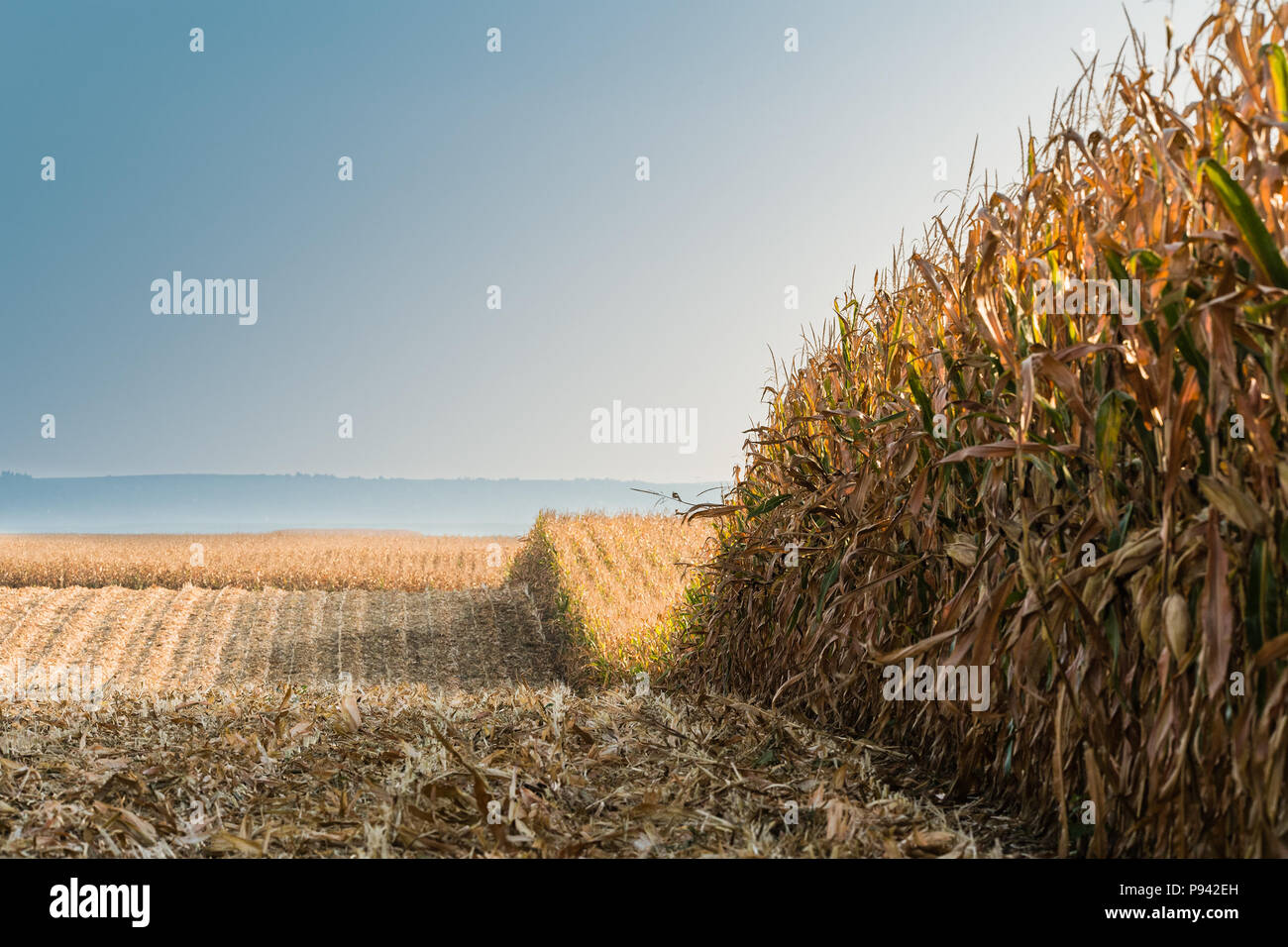 agricultural field with ripe corn Stock Photo - Alamy