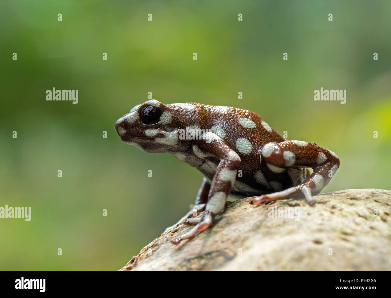 Marañón poison frog Stock Photo - Alamy