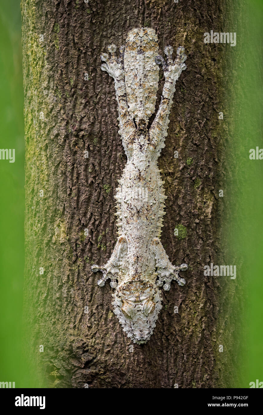 Uroplatus hi-res stock photography and images - Alamy