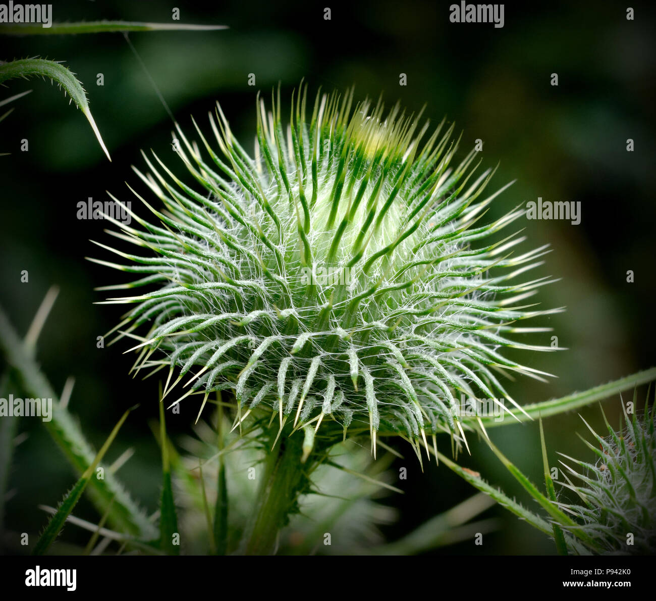 Cirsium vulgare, spear thistle in a park Stock Photo - Alamy