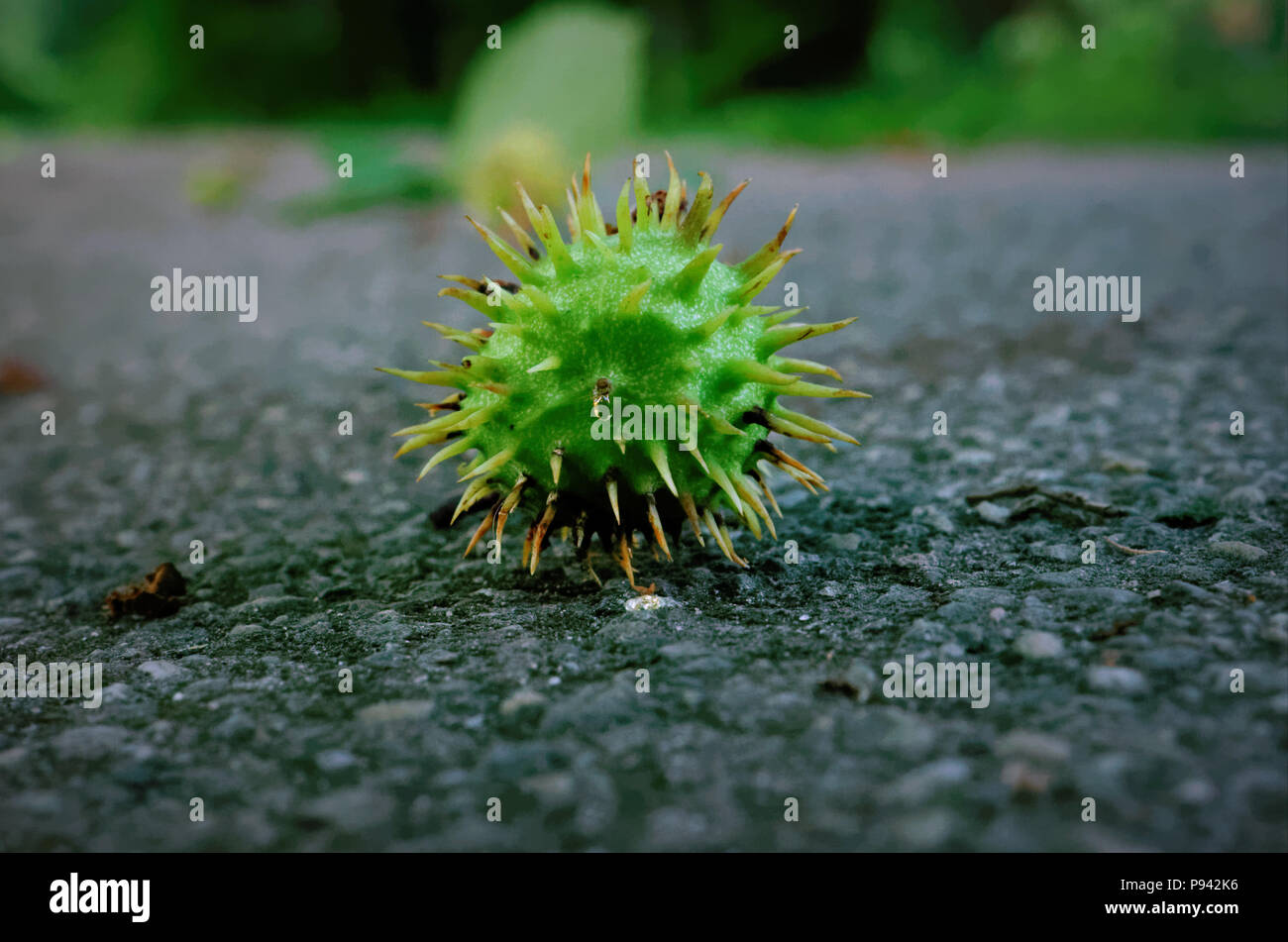 Spiny husk hi-res stock photography and images - Alamy