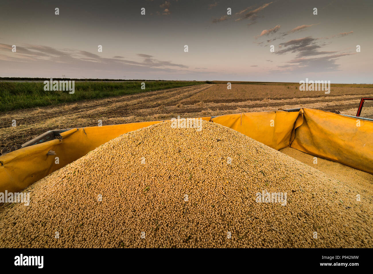 Soy beans in tractor trailer just harvested Stock Photo - Alamy