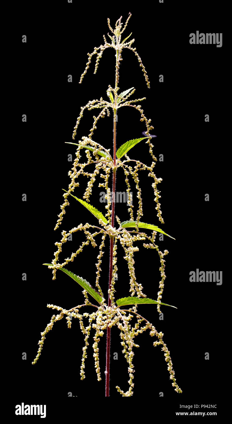 Stinging nettle close up hi-res stock photography and images - Alamy