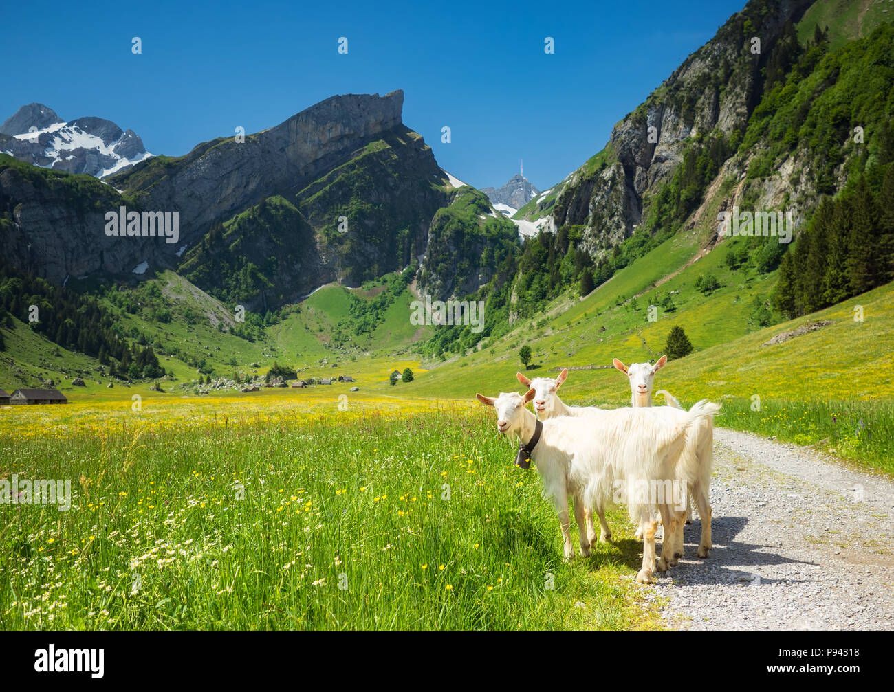Appenzell goats at Seealpsee Stock Photo - Alamy