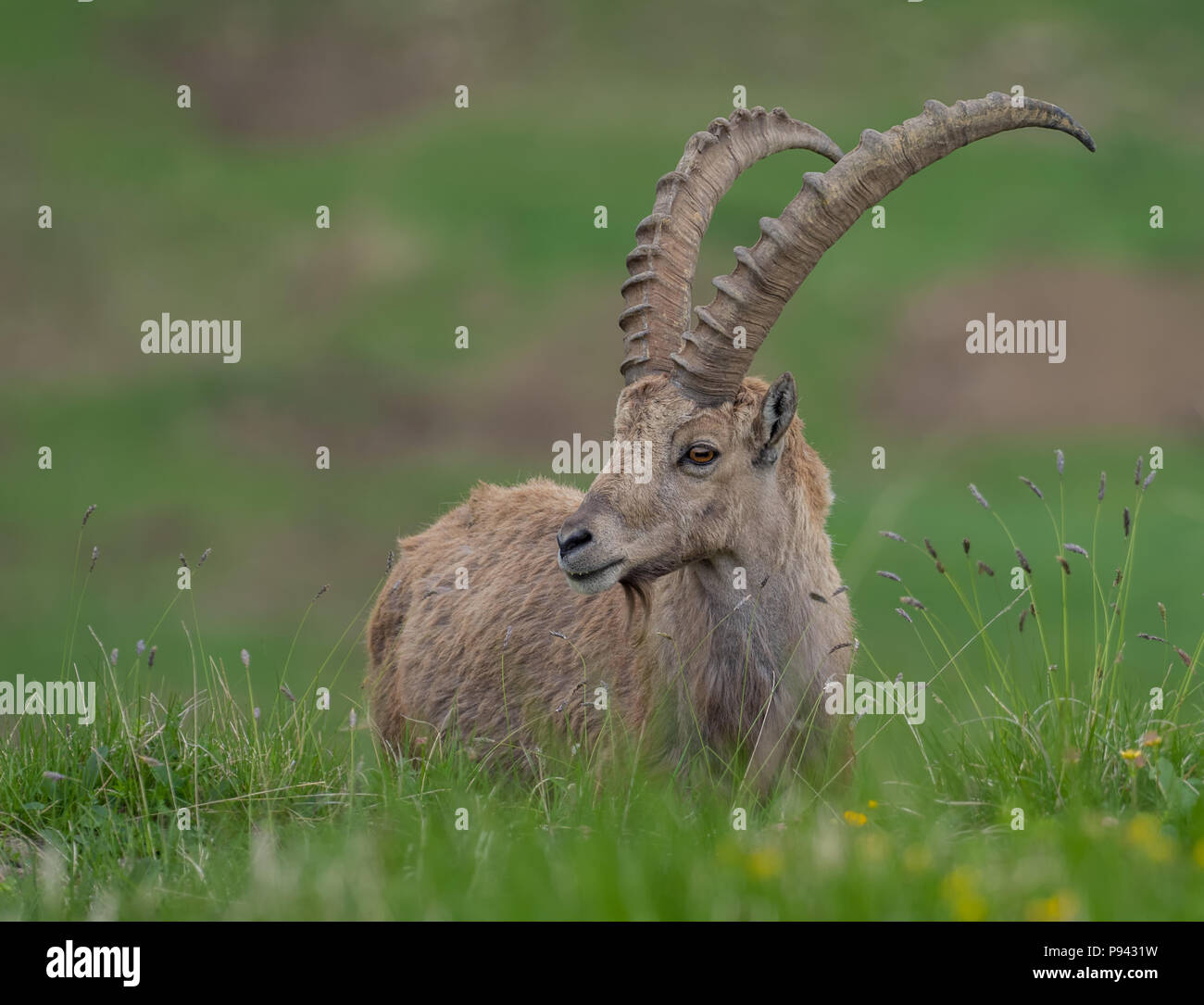 Capricorn ibex hi-res stock photography and images - Alamy