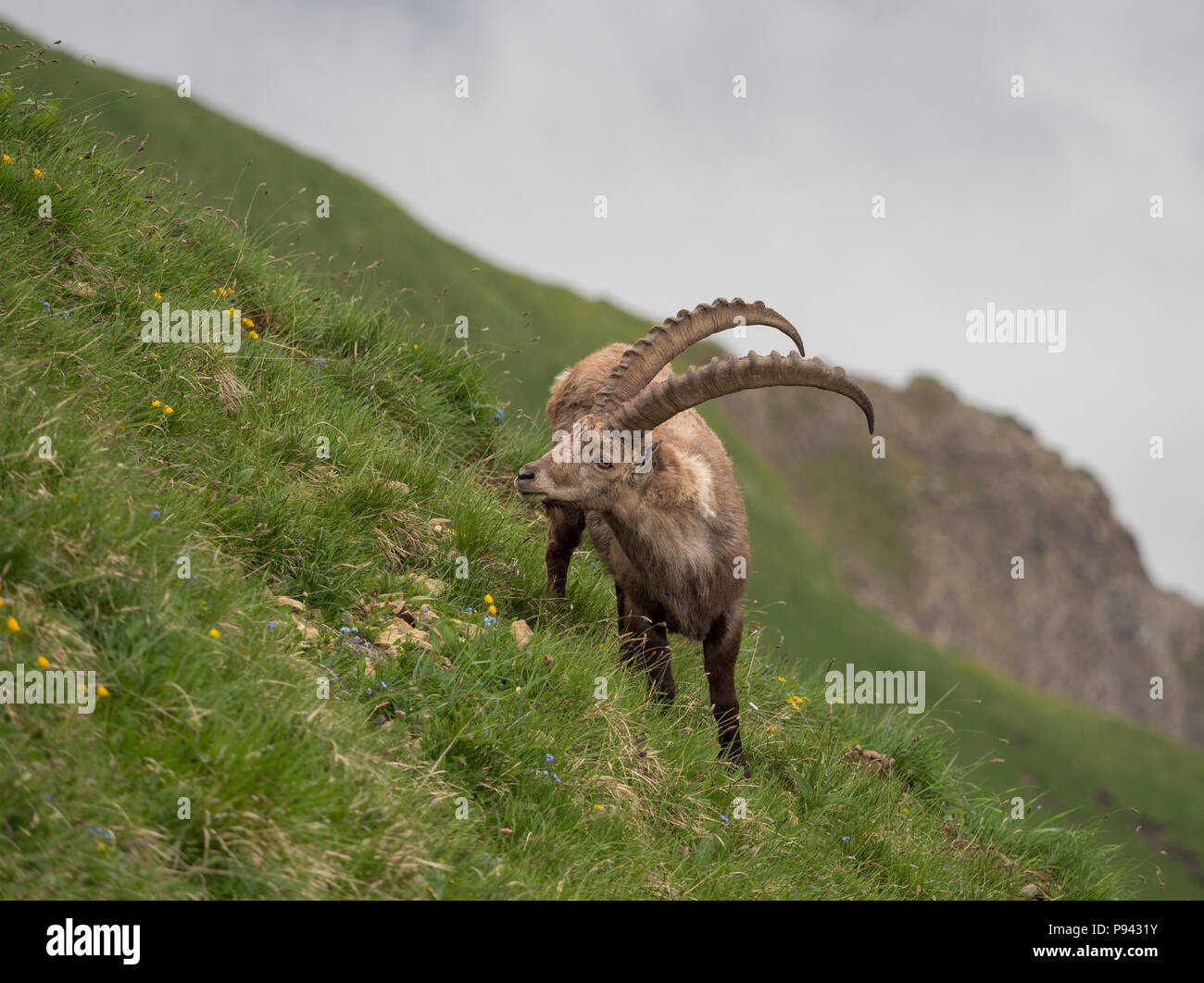 Capricorn ibex hi-res stock photography and images - Alamy