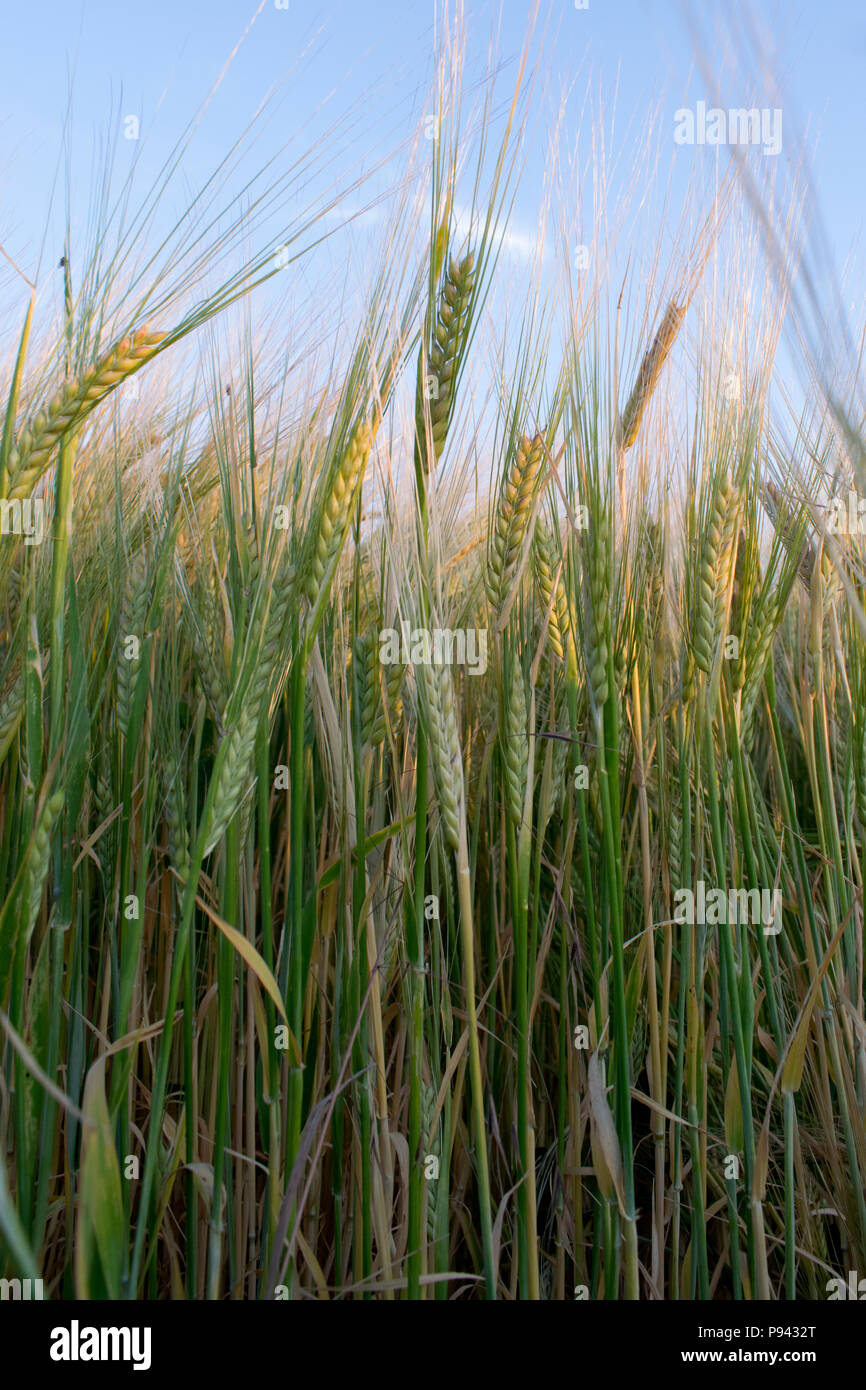 Field of barley, Hayling Island,England Stock Photo - Alamy