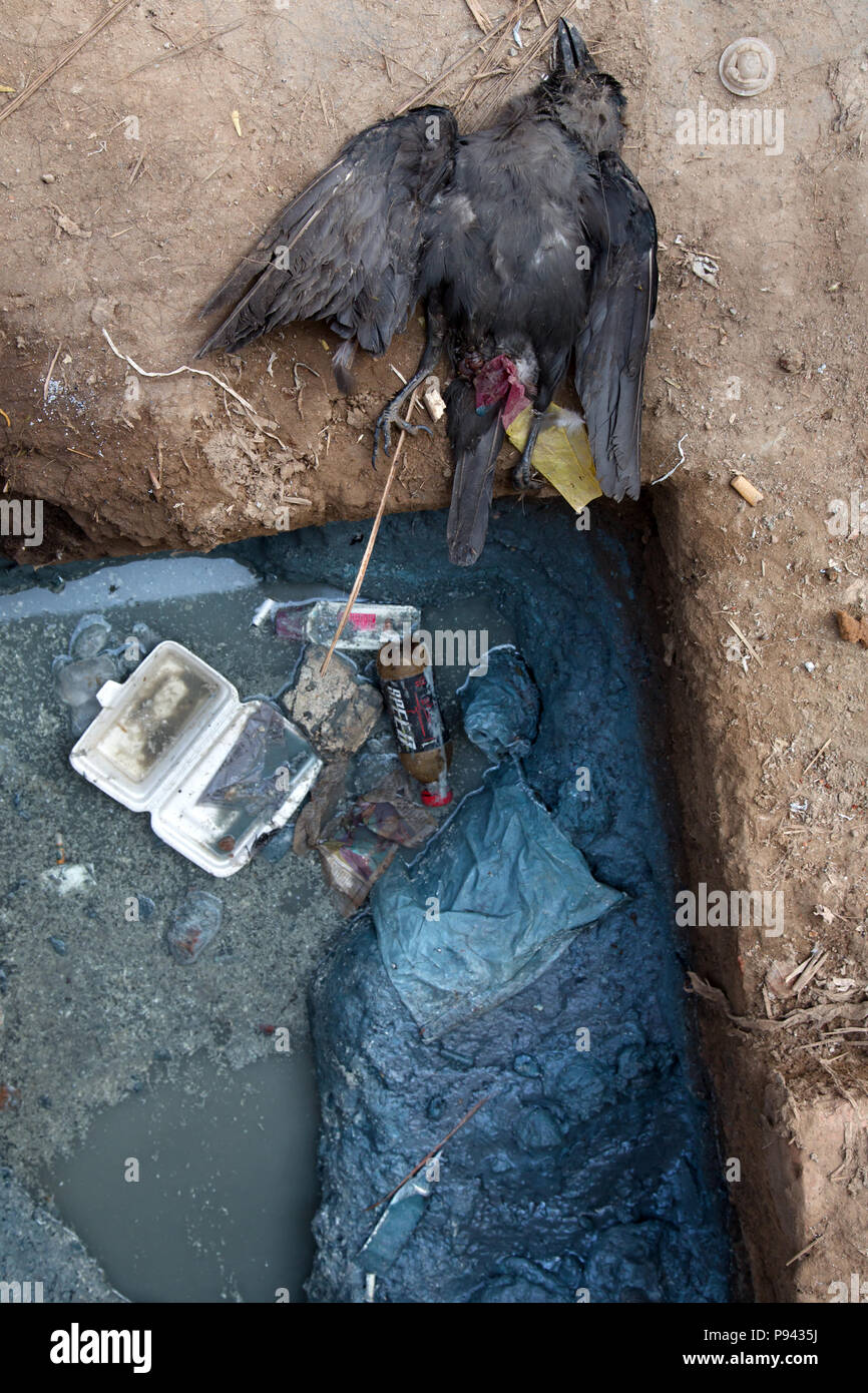 Dead crow hi-res stock photography and images - Alamy