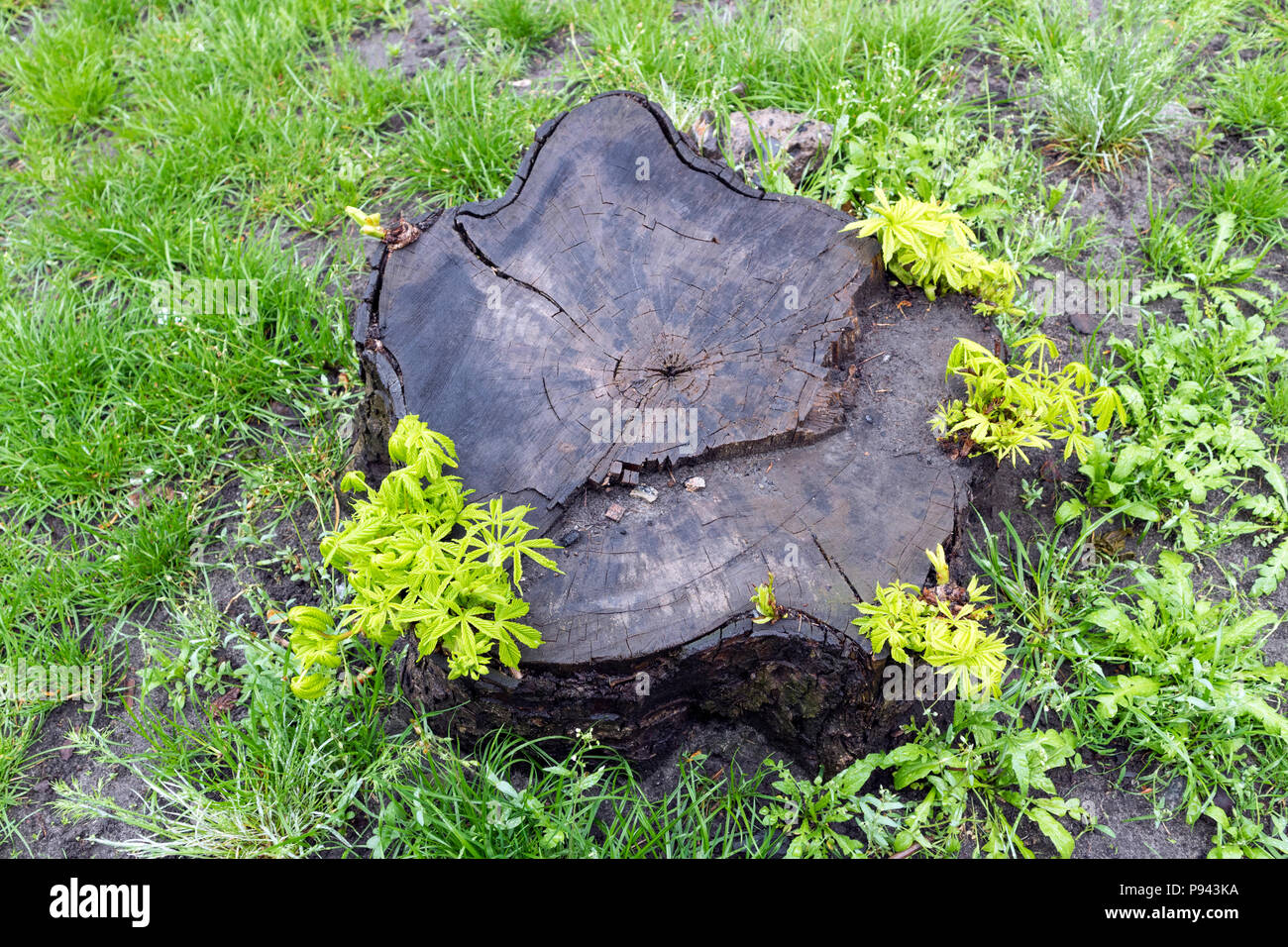 Old dead hi-res stock photography and images - Alamy