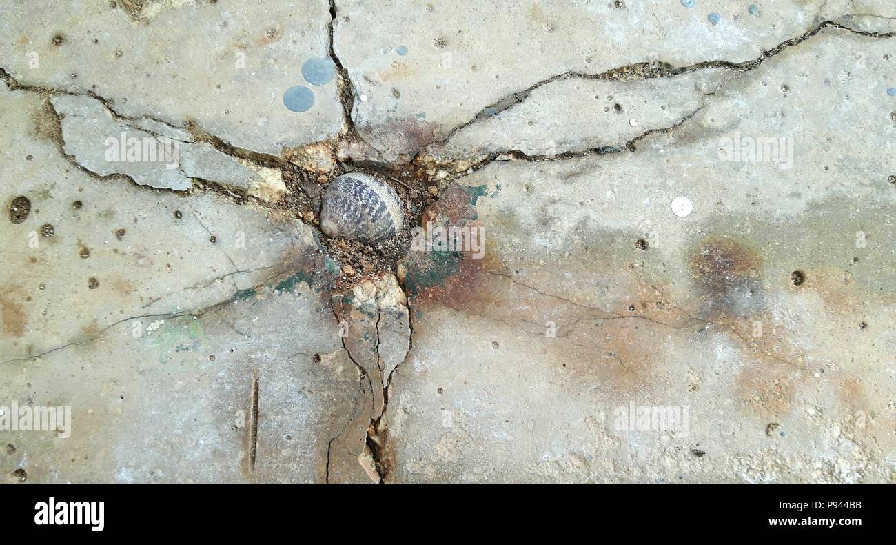 Snail stuck in the concrete Stock Photo - Alamy