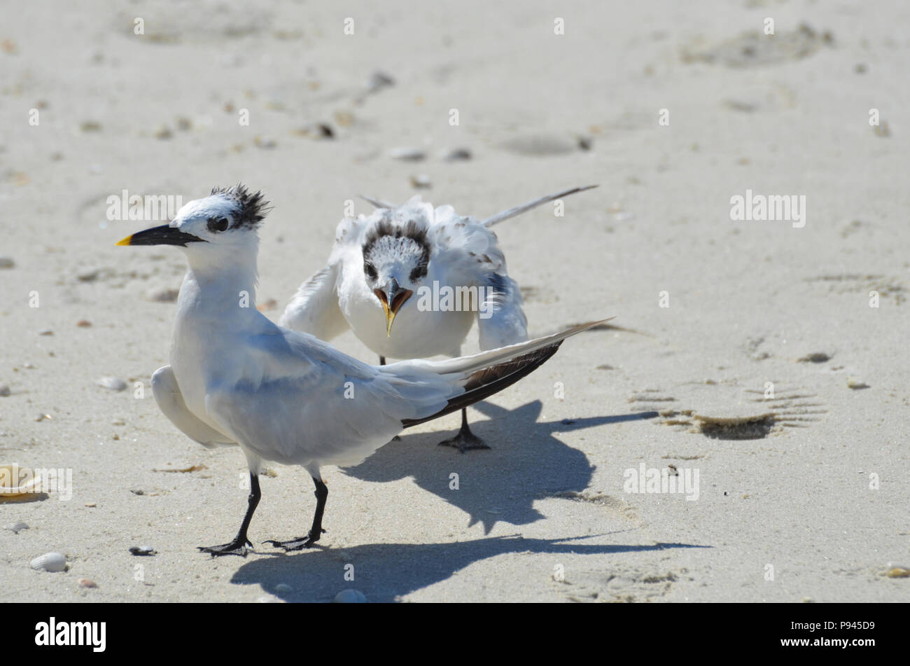 Pair of birds on a sandy beach fighting in the sand Stock Photo - Alamy