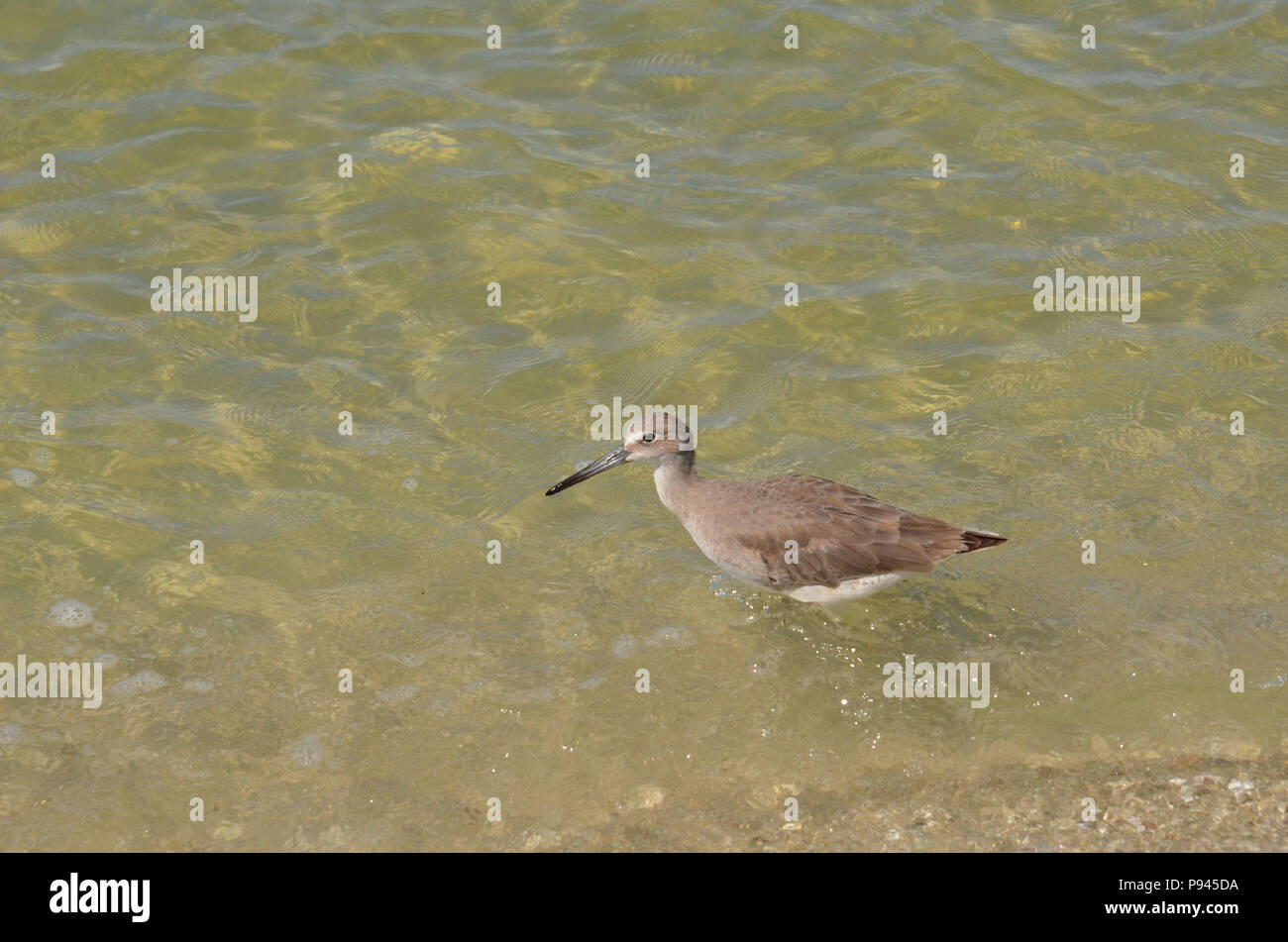 Shorebird taking a plunge in the ocean water Stock Photo - Alamy