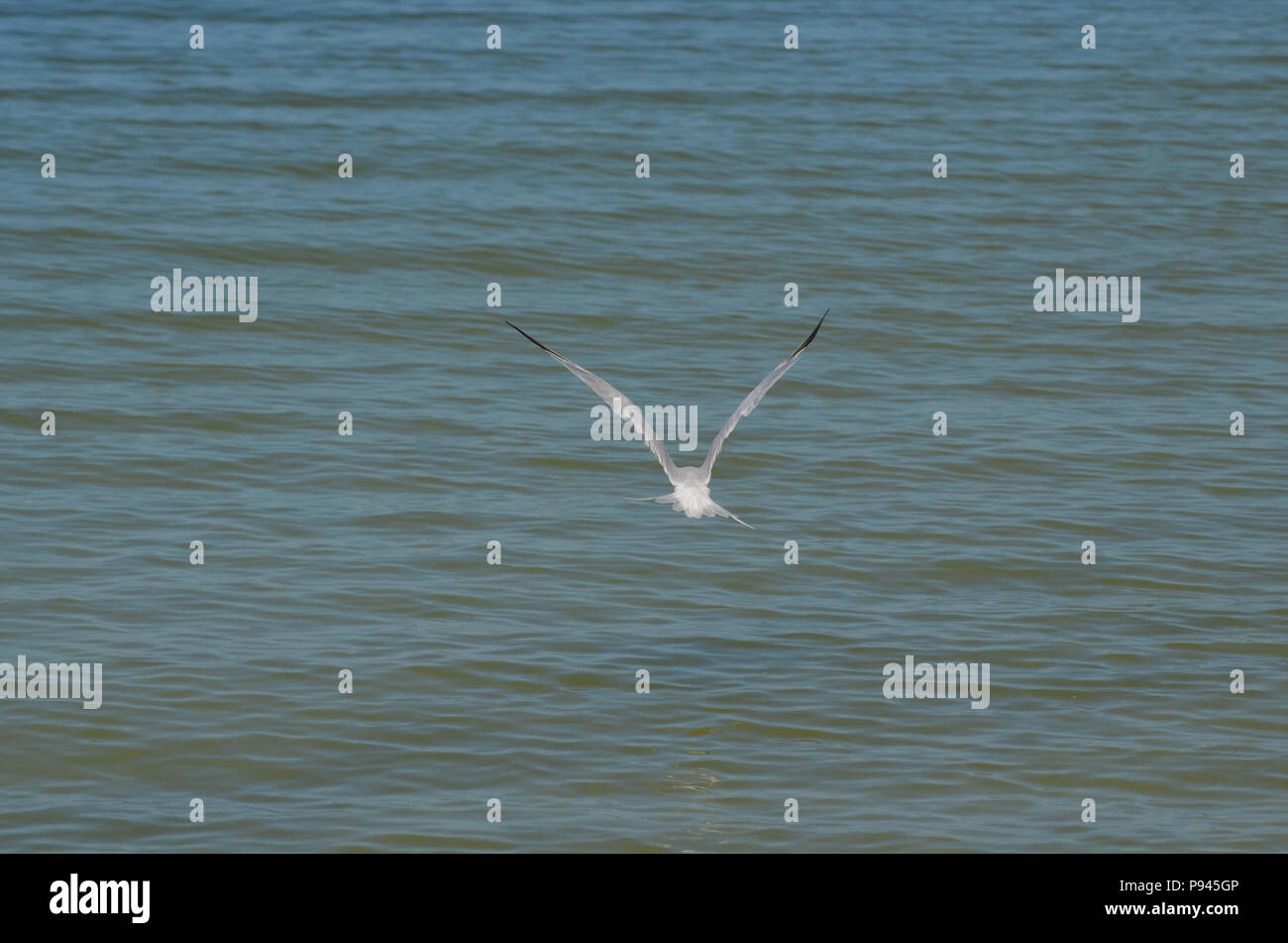 Sandwich tern bird flying with his wings extended in flight over the ...