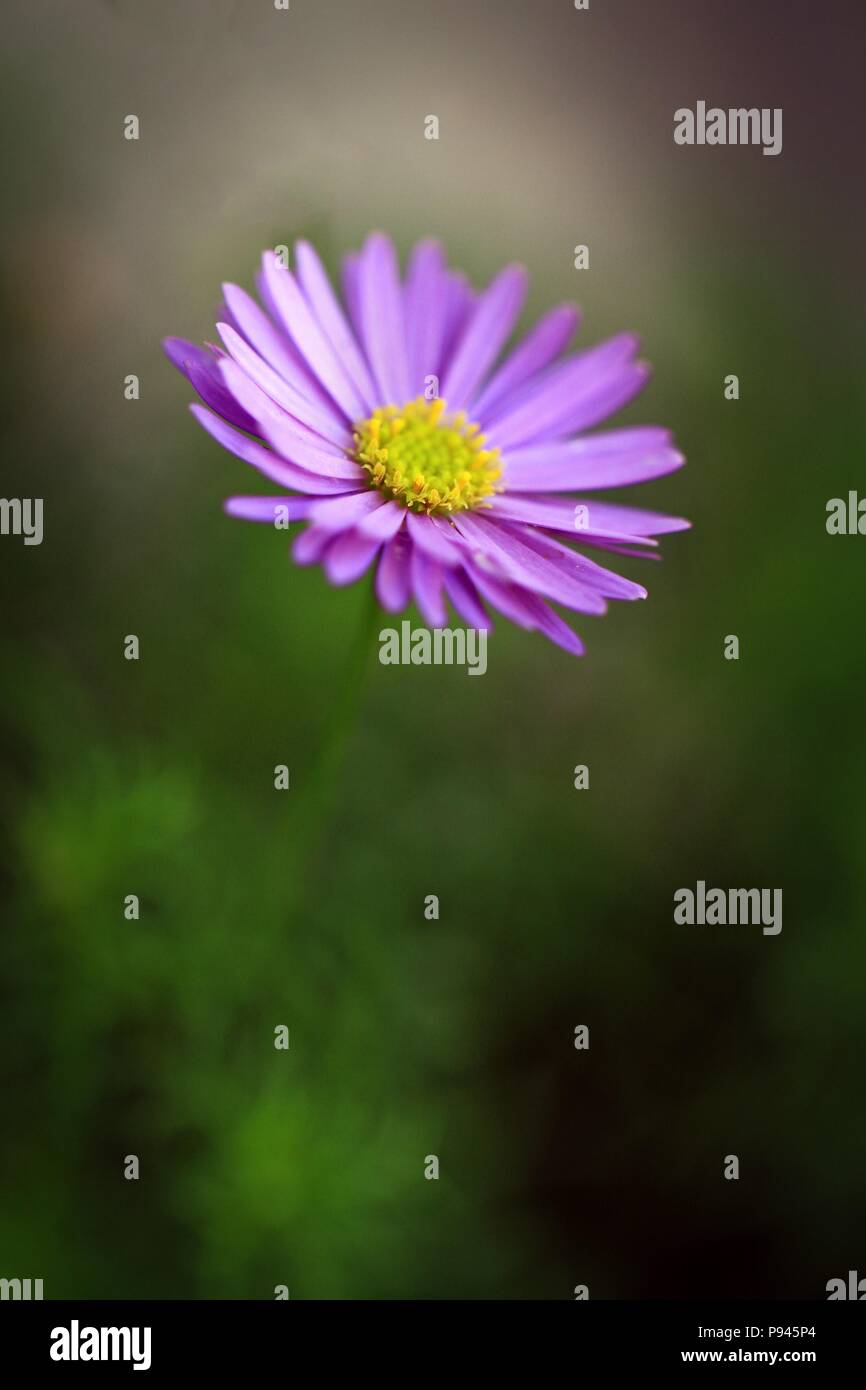 Wild spring flowers Stock Photo - Alamy