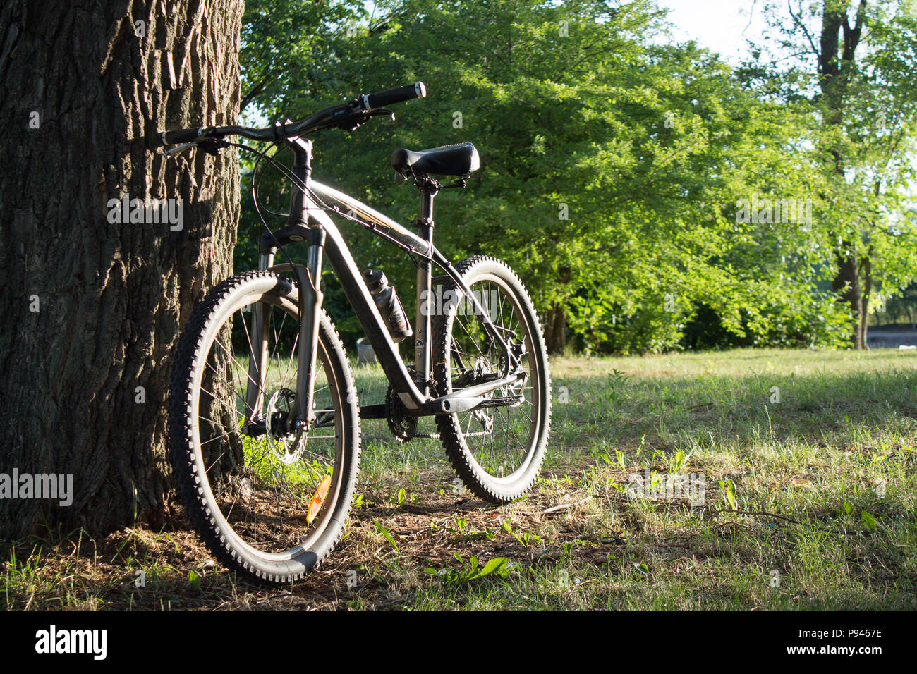 Photo of modern sport bicycle parked near the tree in the forest ...