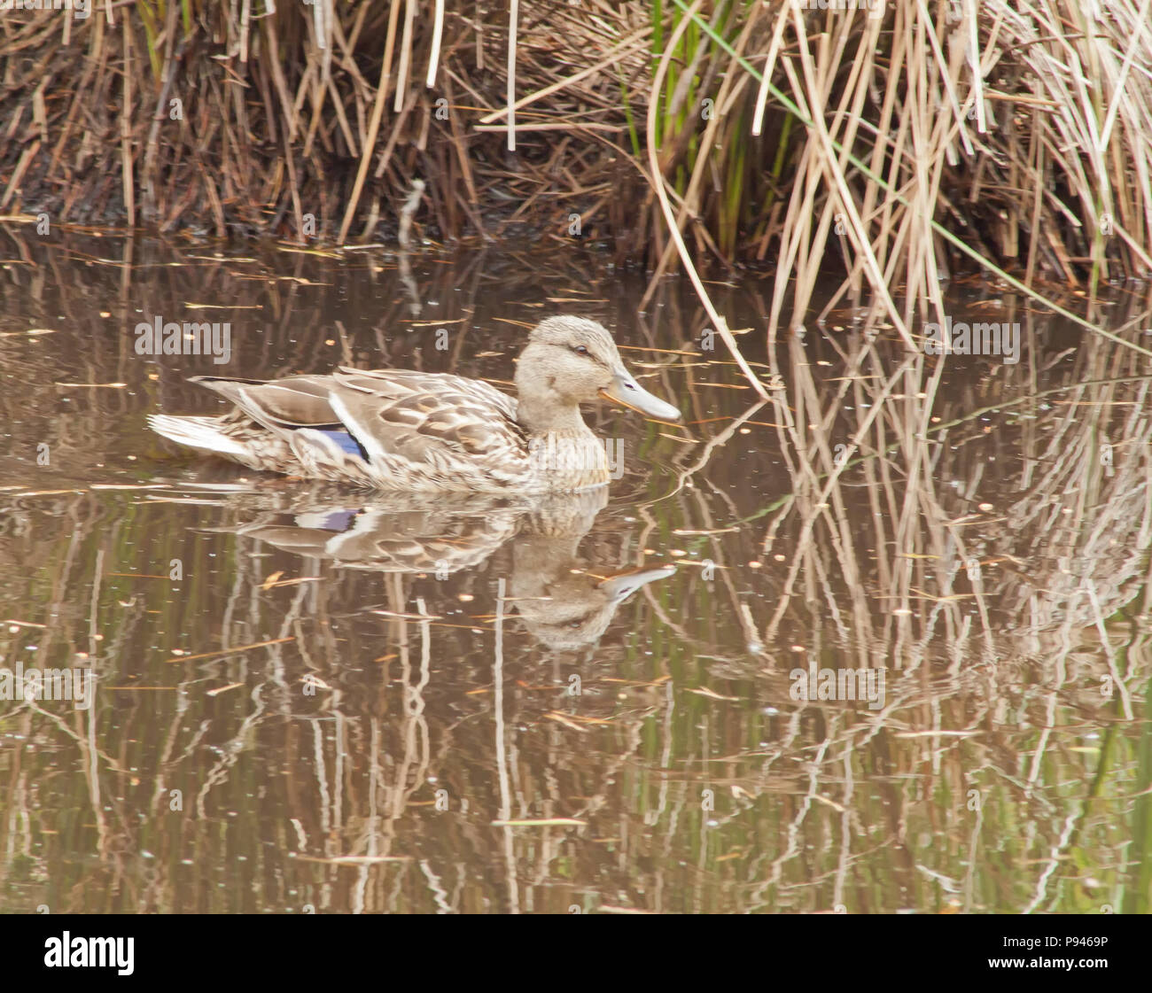 A duck in the reeds at Beacon Fell Country Park, Lancashire Stock Photo ...