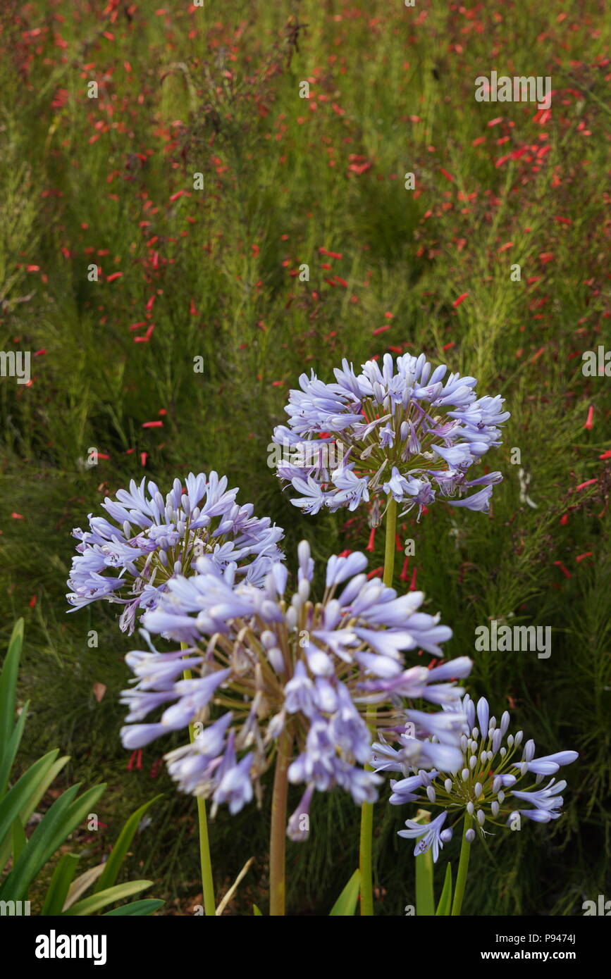 Raanana new and old Stock Photo - Alamy