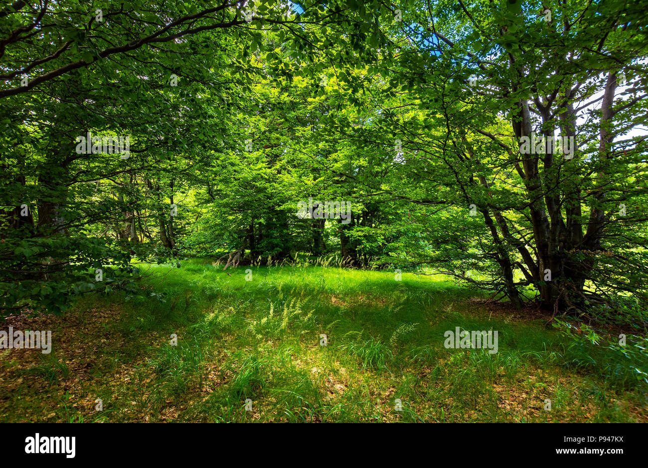 Deep forest meadow hi-res stock photography and images - Alamy