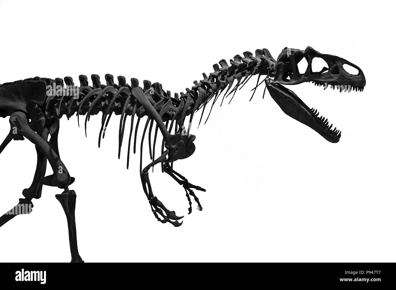silhouette of the skeleton of a predatory Tyrannosaurus Rex t-Rex on a ...