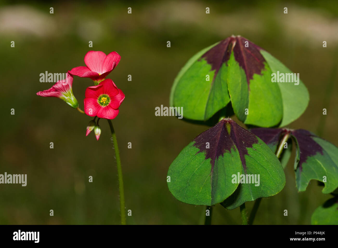 Leaves and flowers of Iron Cross plant, also known as Four-leaved pink ...