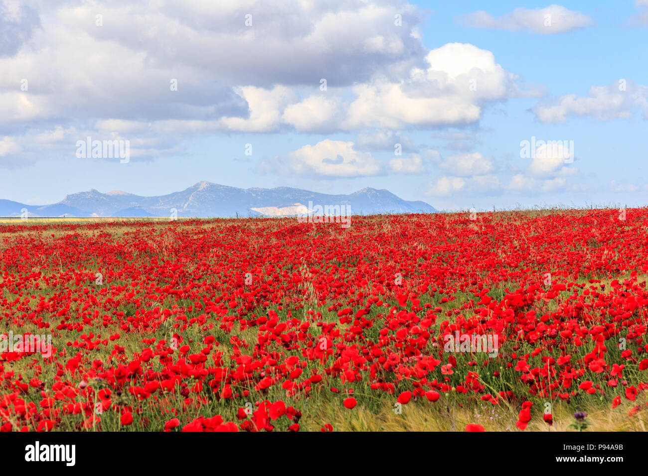 Poppy field and clouds, Granada Province, Spain Stock Photo - Alamy
