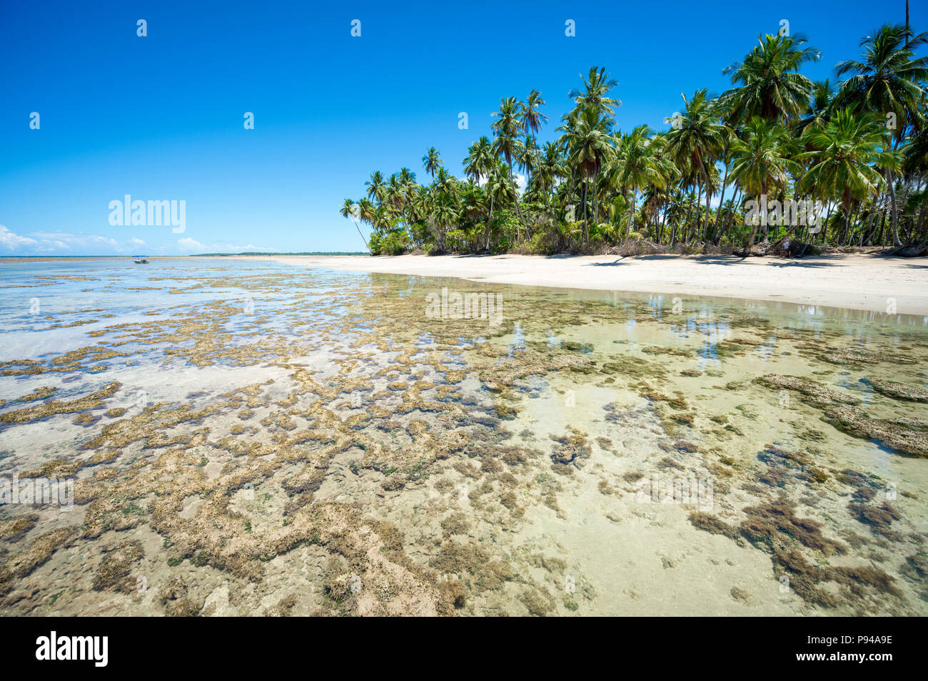 Brazilian coral tree hi-res stock photography and images - Alamy