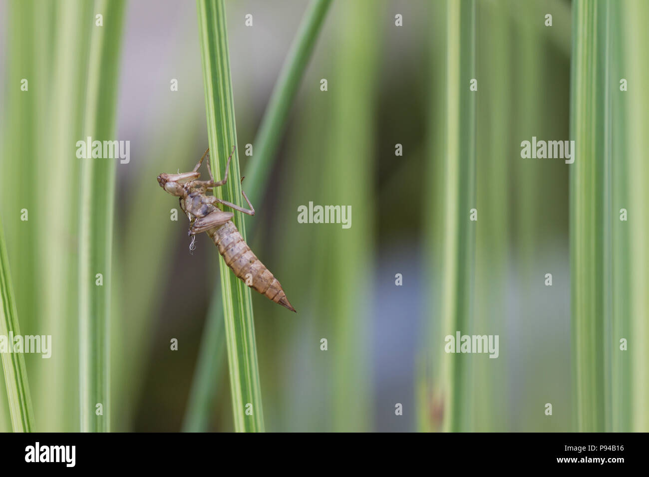 Common Hawker dragonfly, Aeshna juncea, UK Stock Photo - Alamy