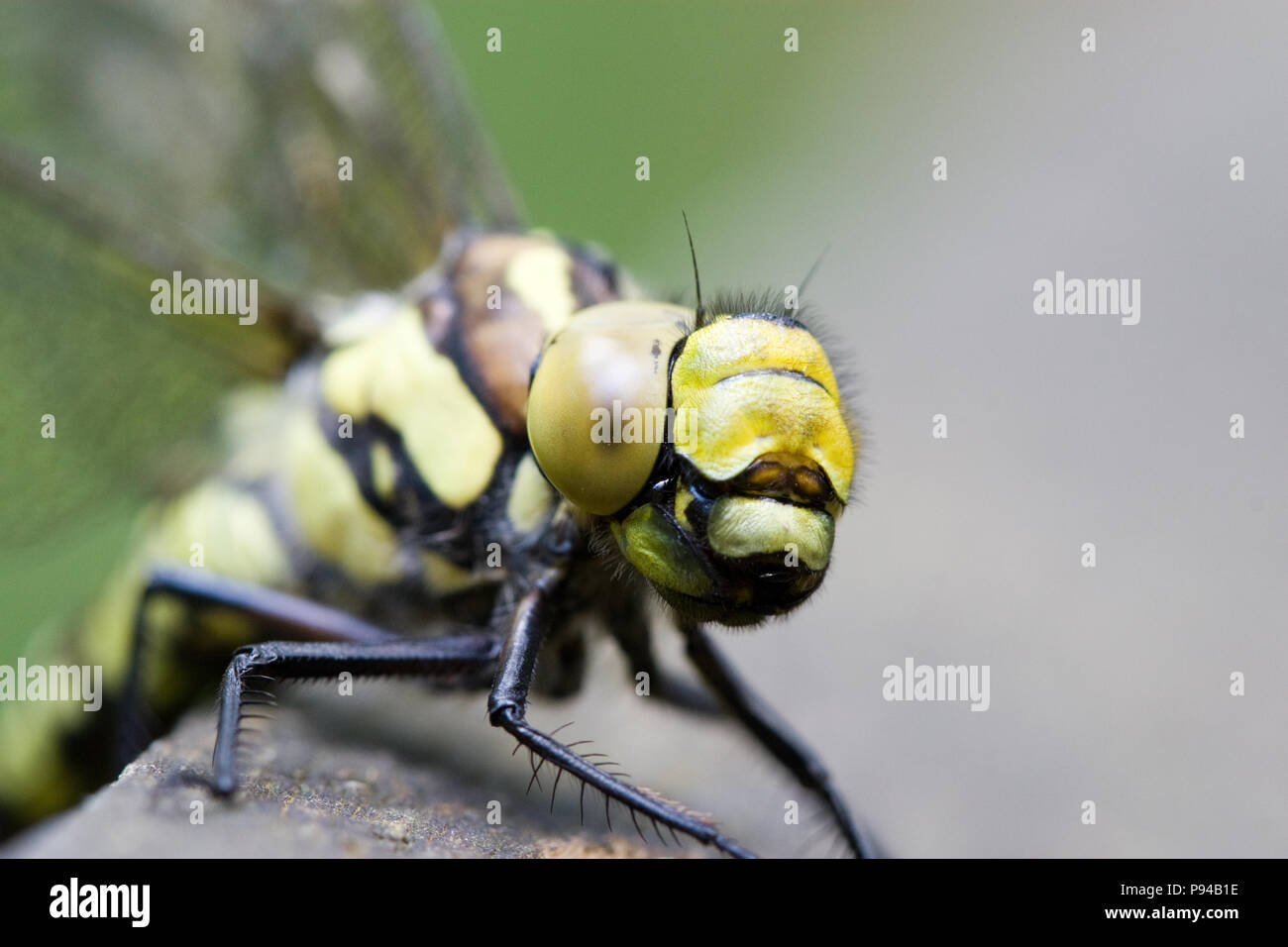 Common Hawker dragonfly, Aeshna juncea, UK Stock Photo - Alamy
