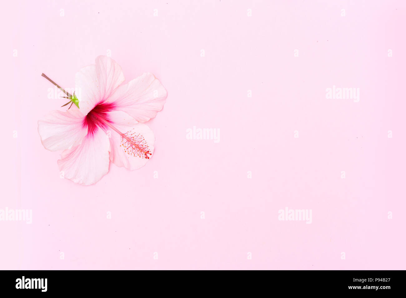 Wellness background with hibiscus flower on pink Stock Photo - Alamy