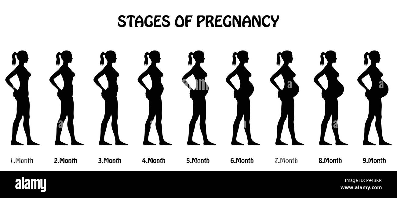 Pregnancy Stages High Resolution Stock Photography and Images - Alamy
