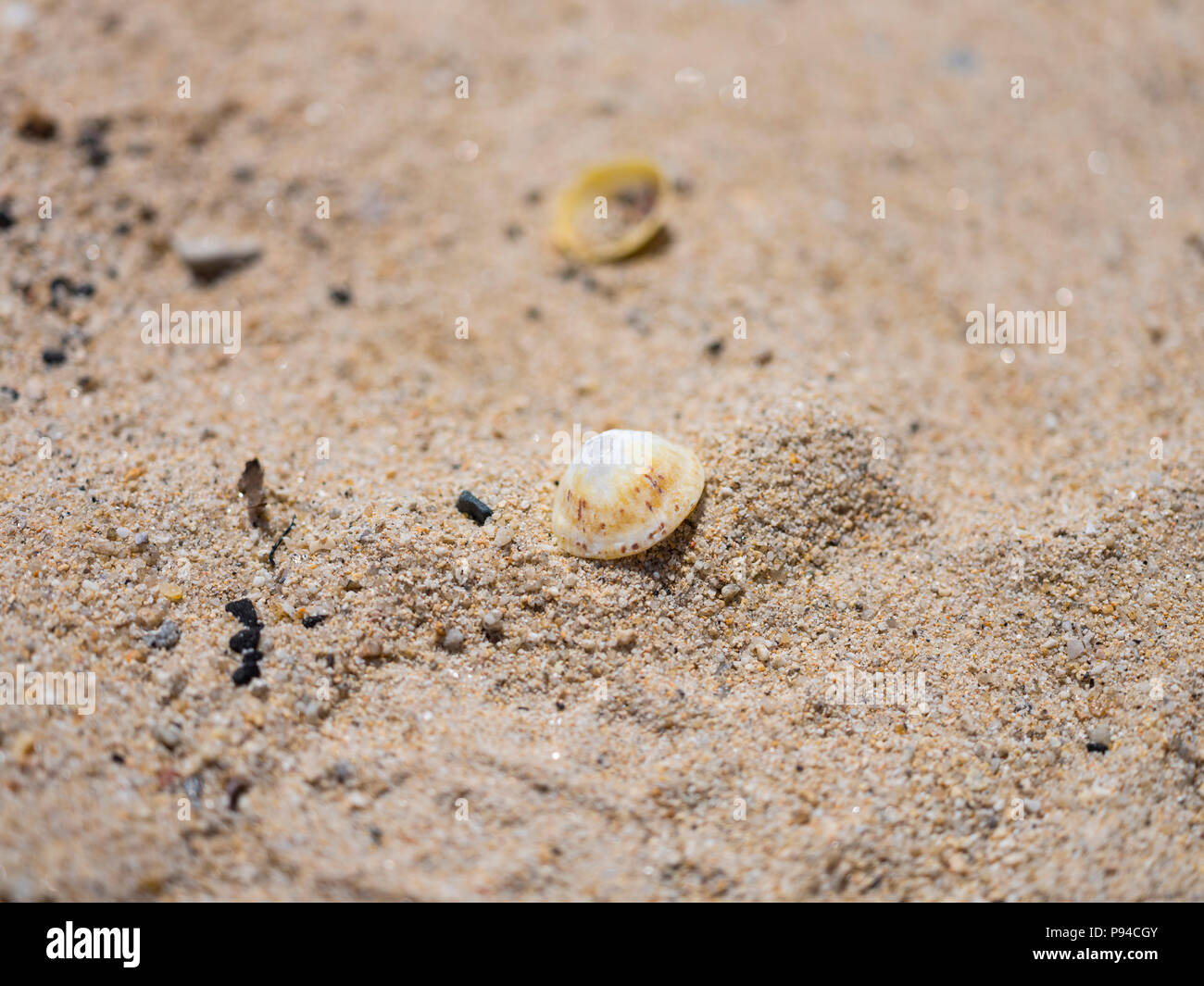 Shell beaches hi-res stock photography and images - Alamy