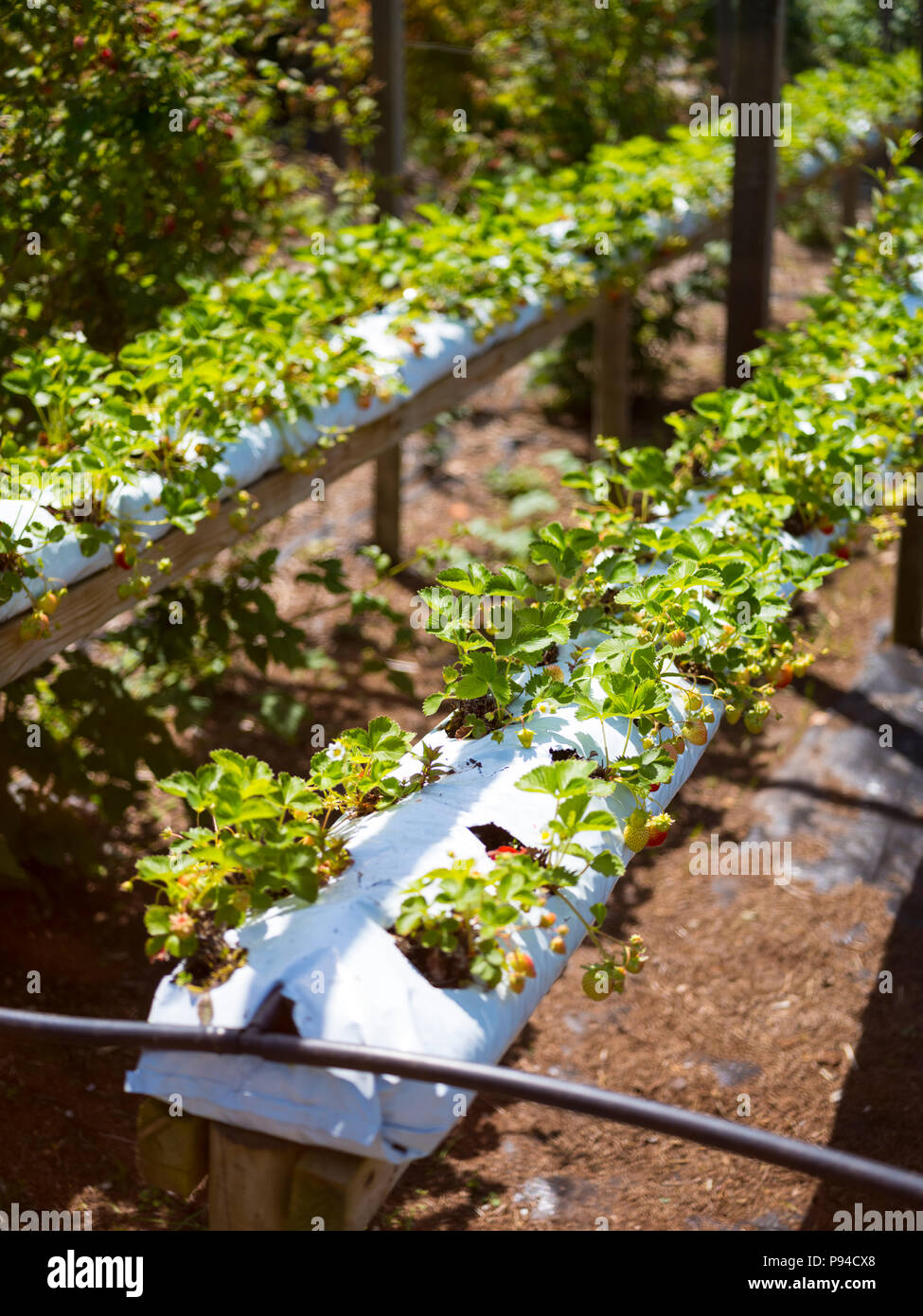Strawberry plants, Isles of Scilly Stock Photo - Alamy