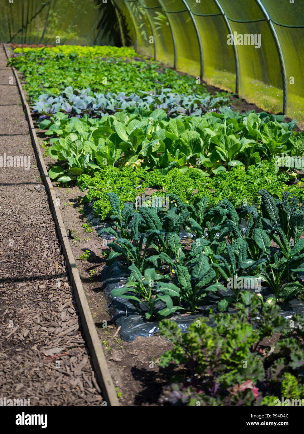 Crop of vegetables hi-res stock photography and images - Alamy