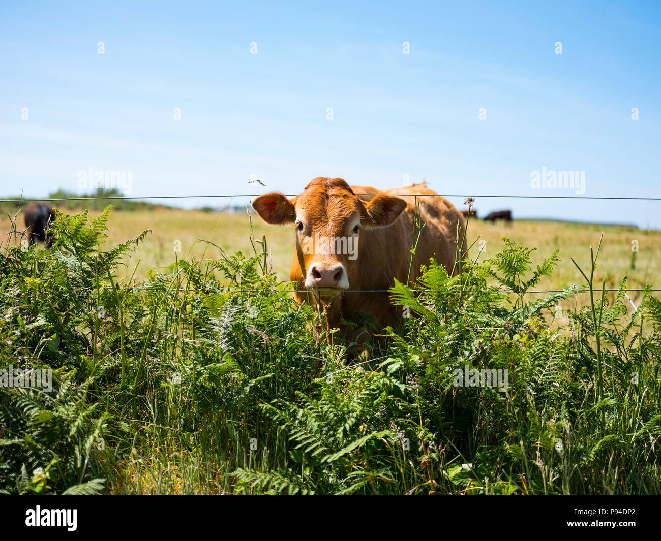 A Cow on Treco island, Isles of Scilly Stock Photo - Alamy
