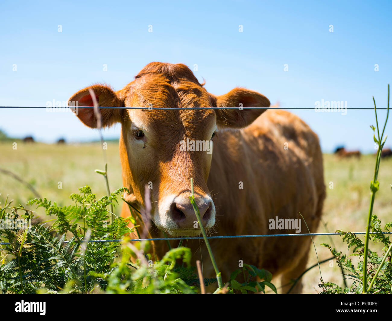 Dairy cows uk cornwall hi-res stock photography and images - Alamy