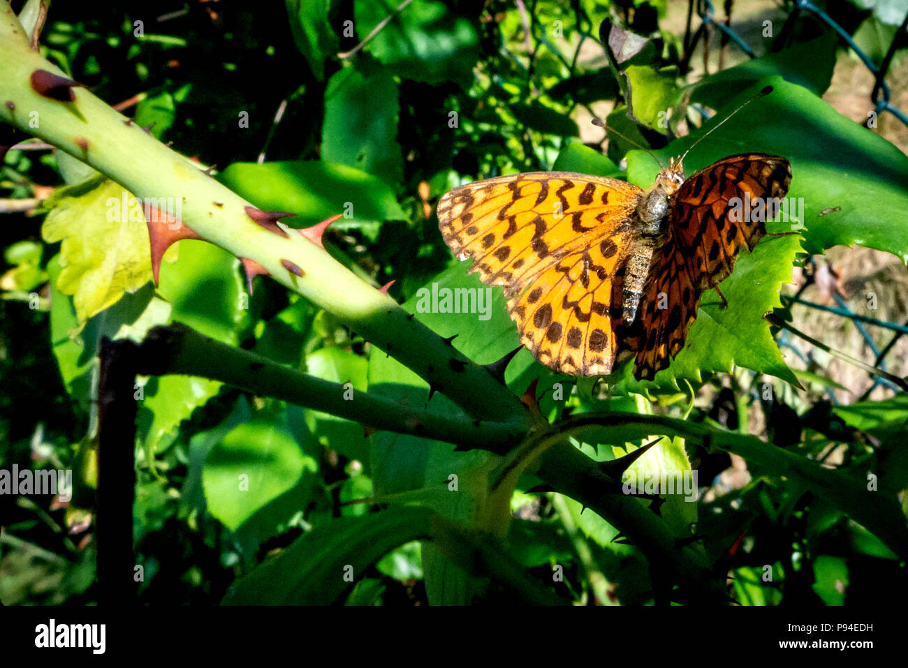 Le Bar sur Loup, in the south of France Stock Photo - Alamy