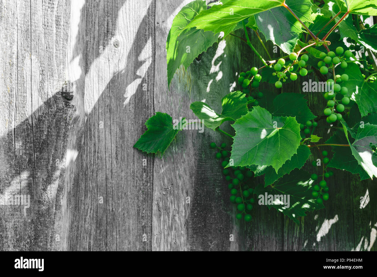 Growing green grape in grey wood wall background surface Stock Photo ...