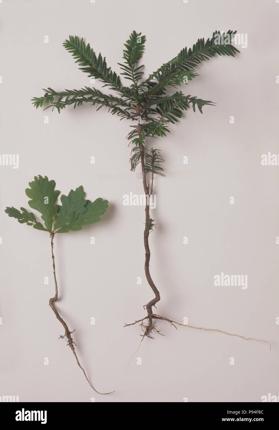 Close-up of seedlings of yew and oak Stock Photo - Alamy