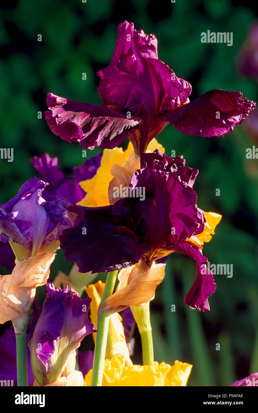 Dark red iris hi-res stock photography and images - Alamy