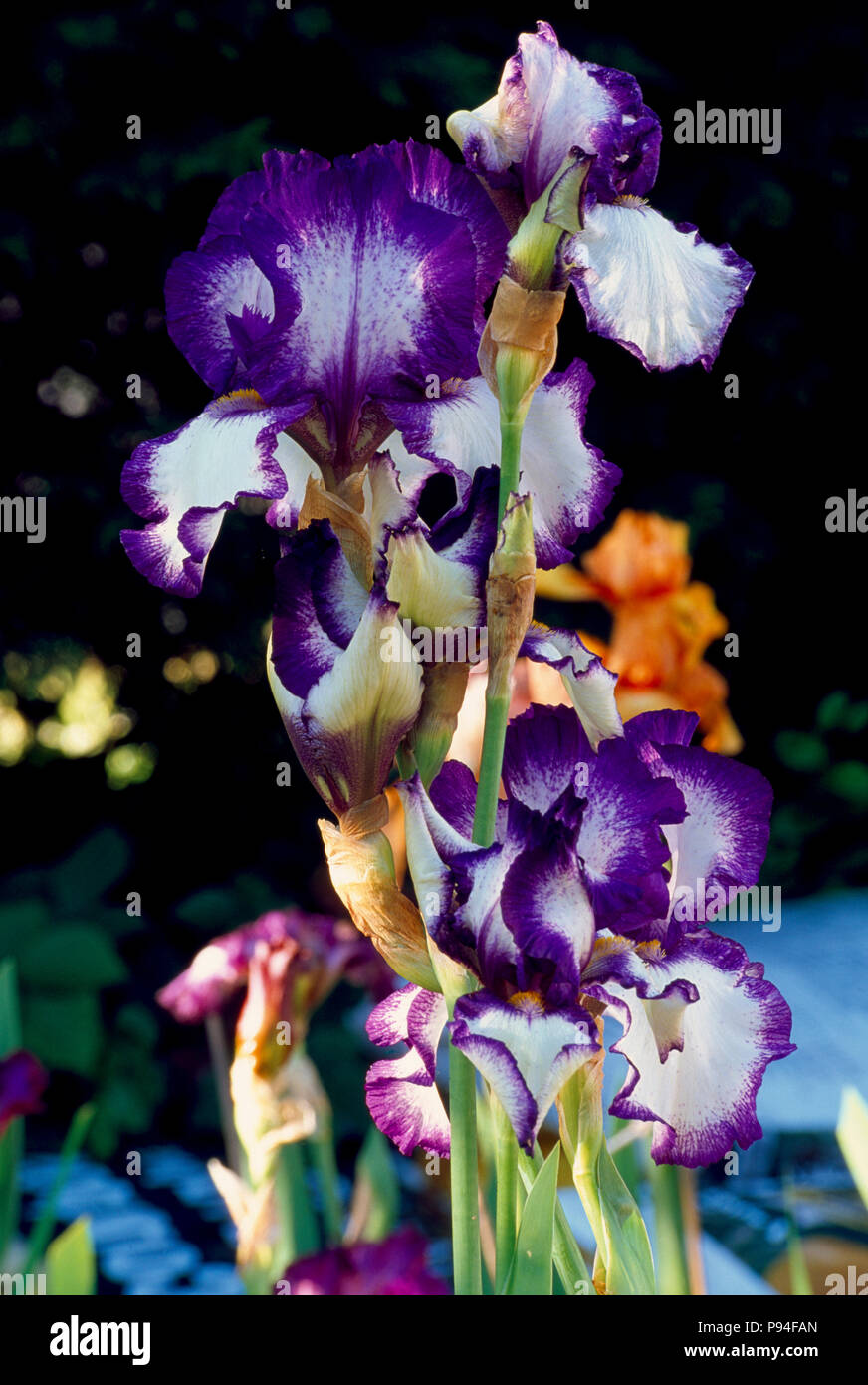 Rare edition hi-res stock photography and images - Alamy