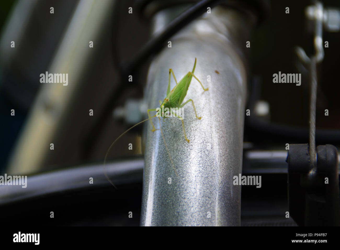 Grasshopper walks on a bicycle frame in macro view. Natural environment ...