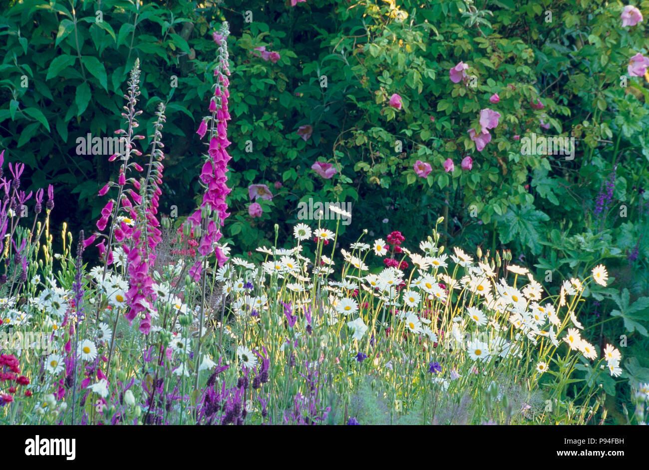 Pink foxgloves and white marguerite daisies in wild flower summer ...