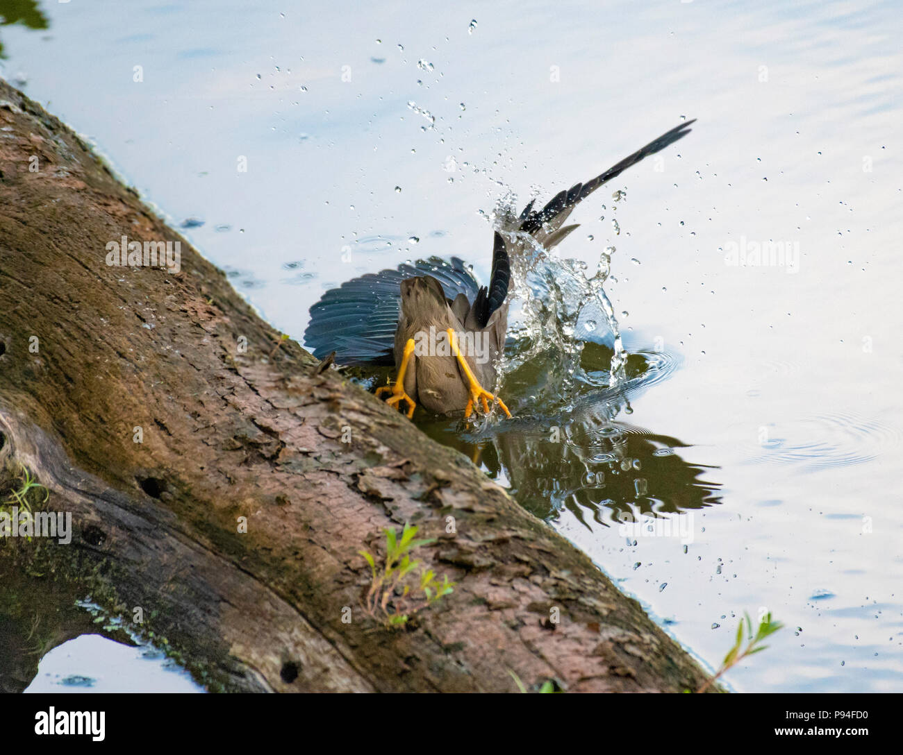 Mooning the camera hi-res stock photography and images - Alamy