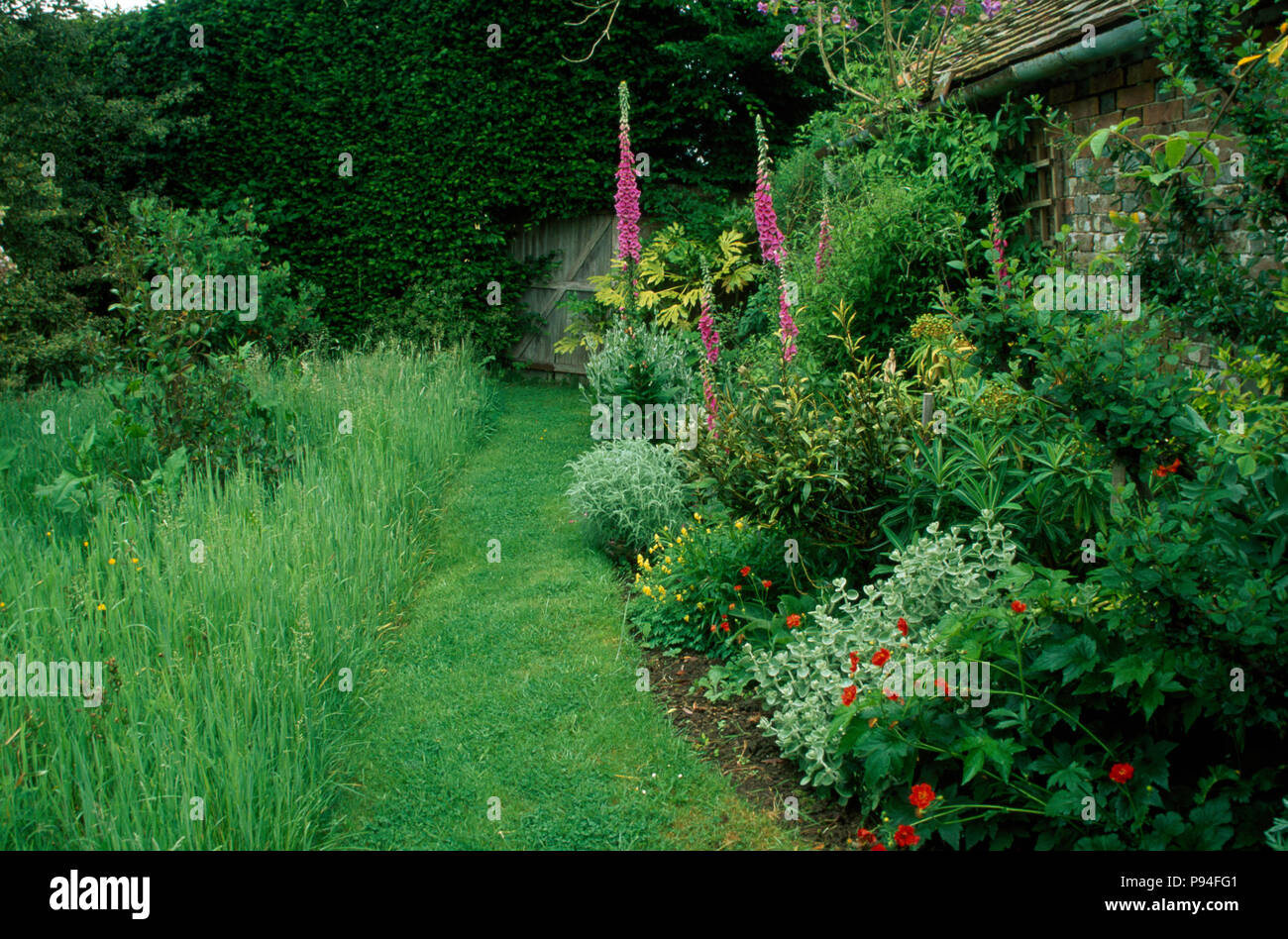 Mown grass path beside border with pink foxgloves in country garden ...