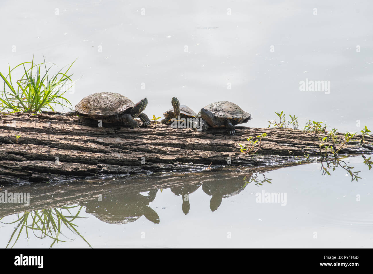 Two red-eared slider turtles, Trachemys scripta elegans, left, and a ...